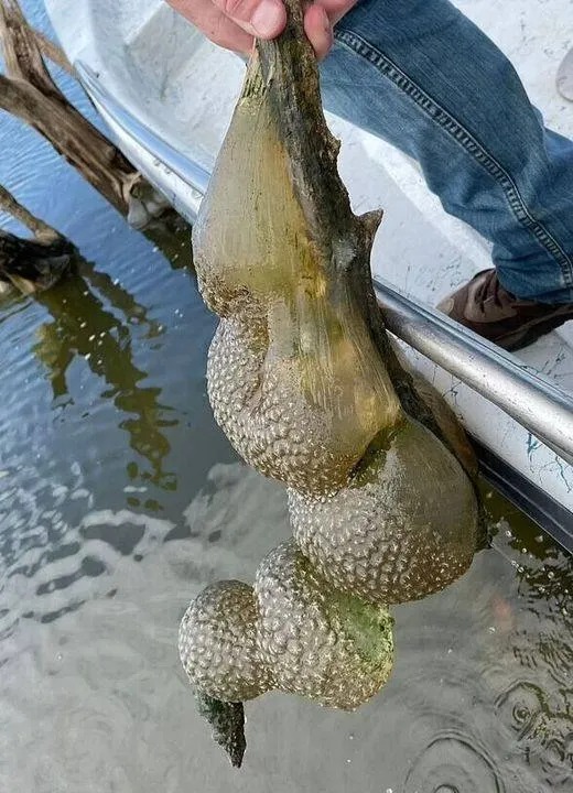 Mysterious ‘alien egg pod’ pulled from Oklahoma lake, officials warn ...
